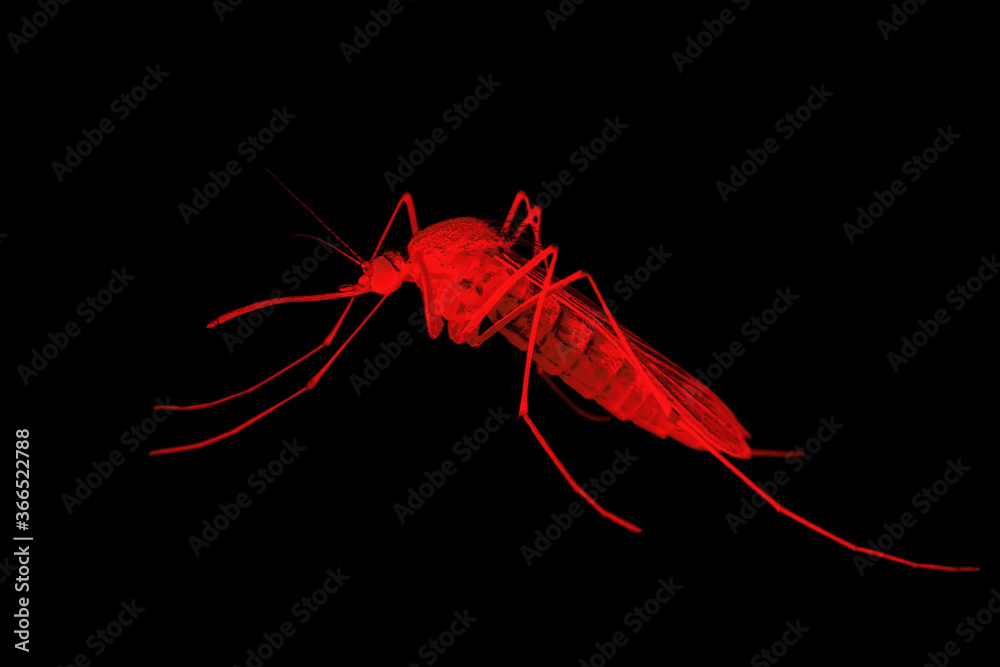 Foto de Mosquito Red Danger Concept - Encephalitis, Yellow Fever ...