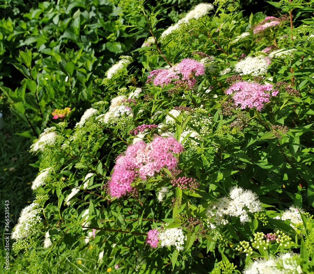 Filipendula rubra and Filipendula ulmaria plants, bushes of meadowsweet ...