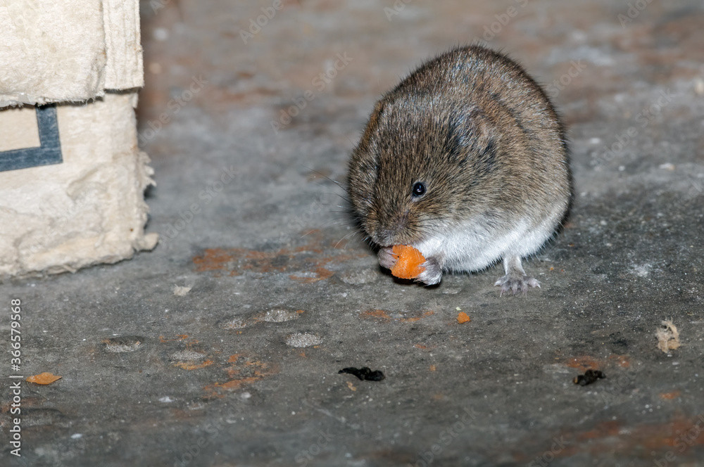 Tundra Voles