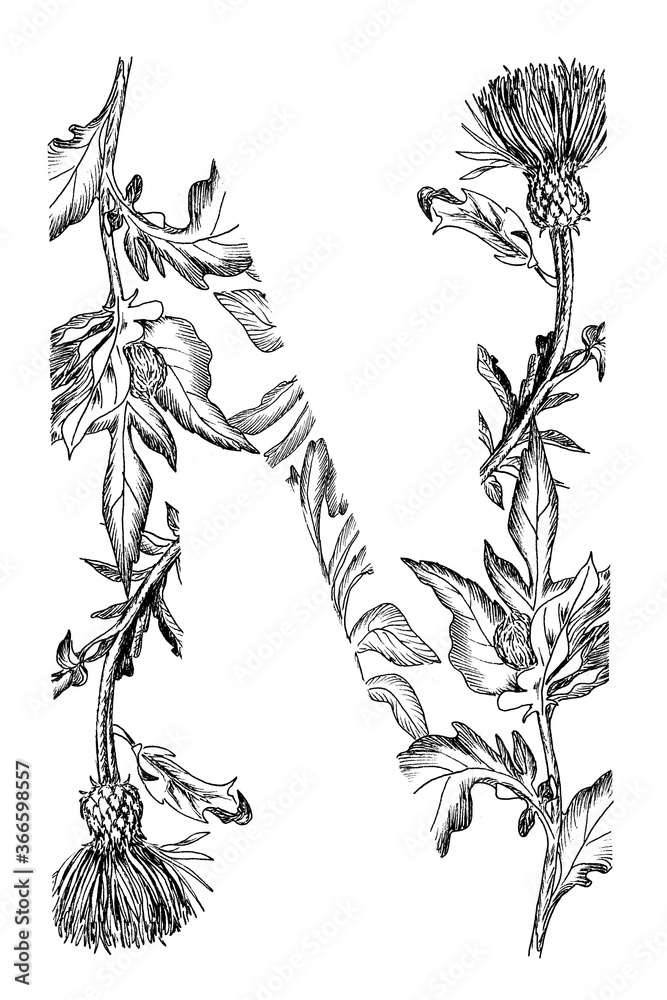 letters from the devil break; graphic black and white drawing of the ...