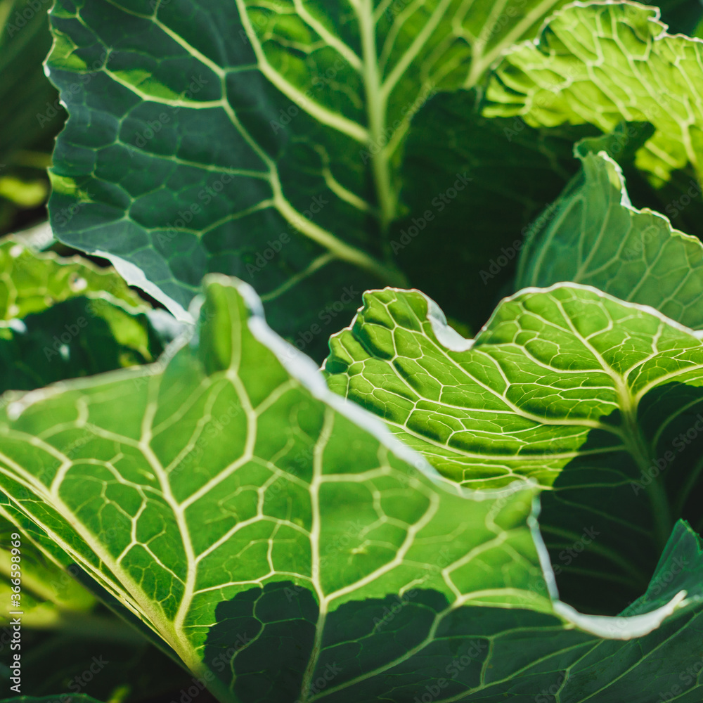 Green cabbage leaves in a contrasting light. Green leaves in a ...