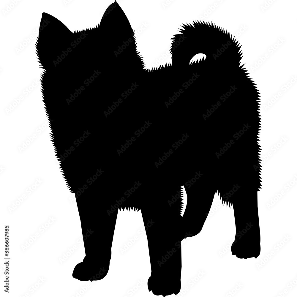 Pomsky Silhouette Vector Vektor Stok | Adobe Stock