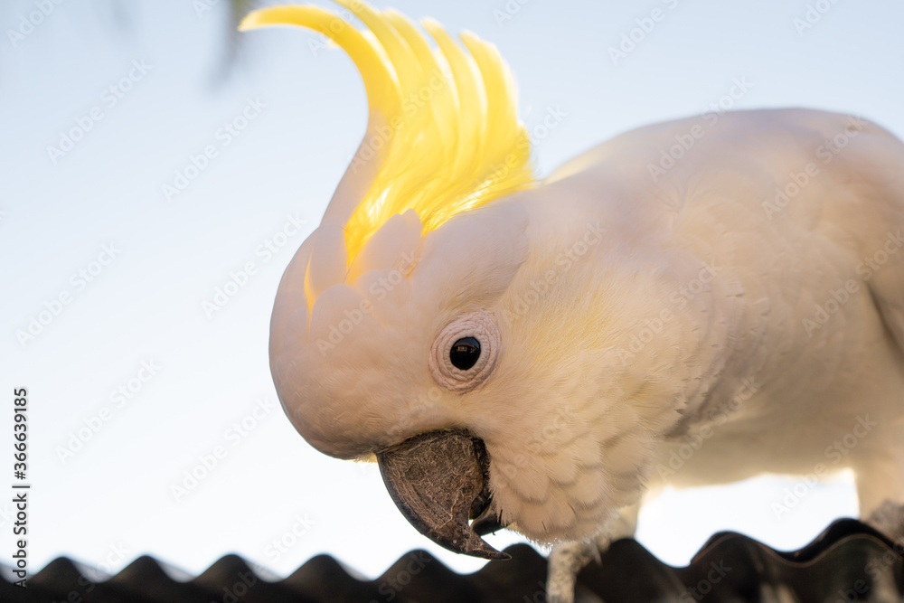 Blue Cockatoo Bird