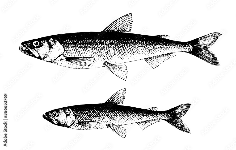 Smelt, Fish collection. Healthy lifestyle, delicious food. Hand-drawn ...