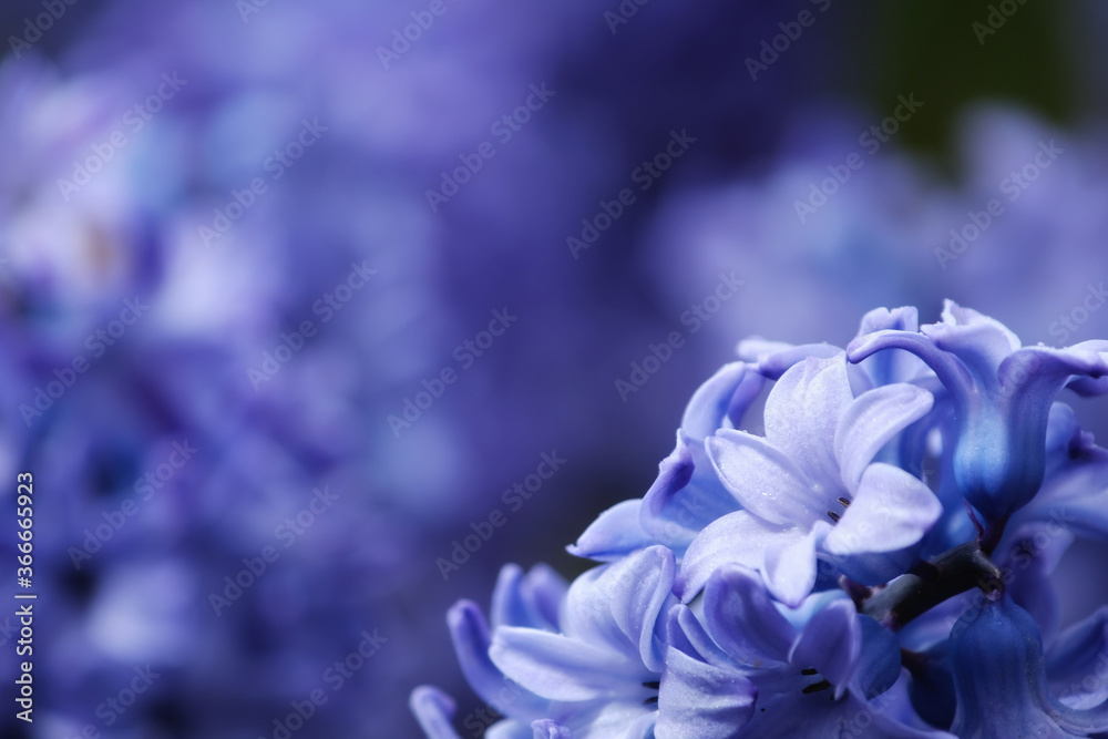 Blue Hyacinth flowers macro photography with blur background in ...