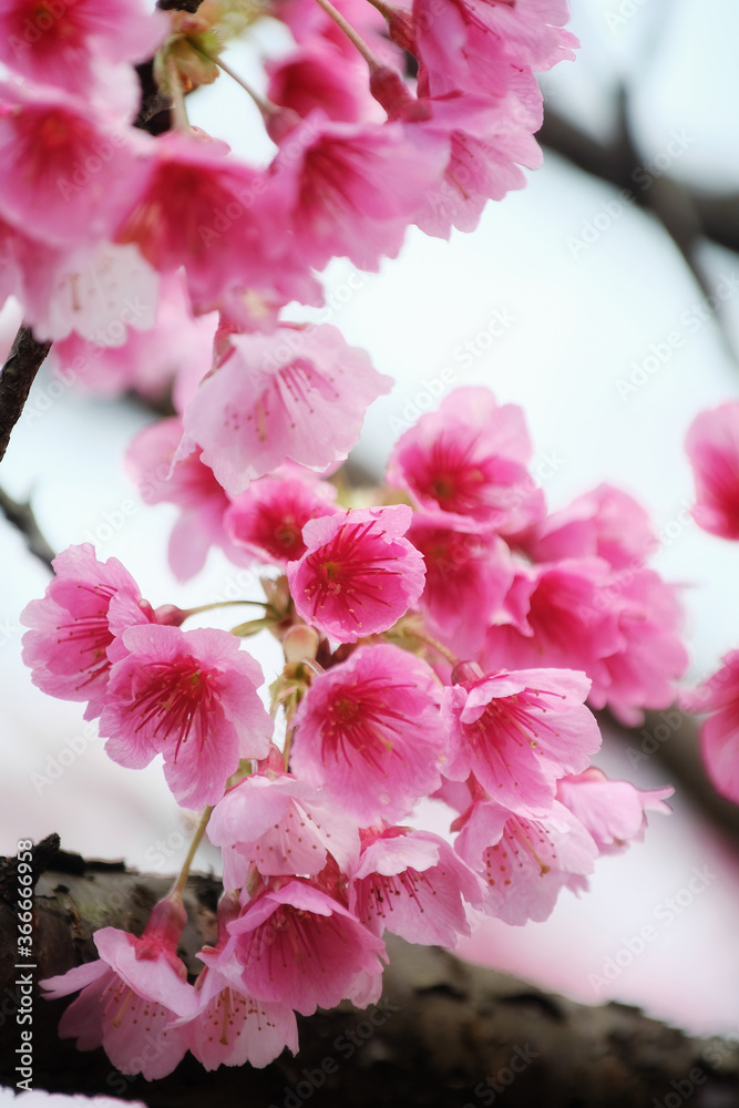 Cherry Blossom (Sakura) macro photography with blur background in ...