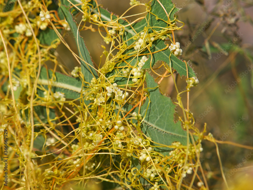 The greater dodder or European dodder, parasitic plant. Cuscuta ...