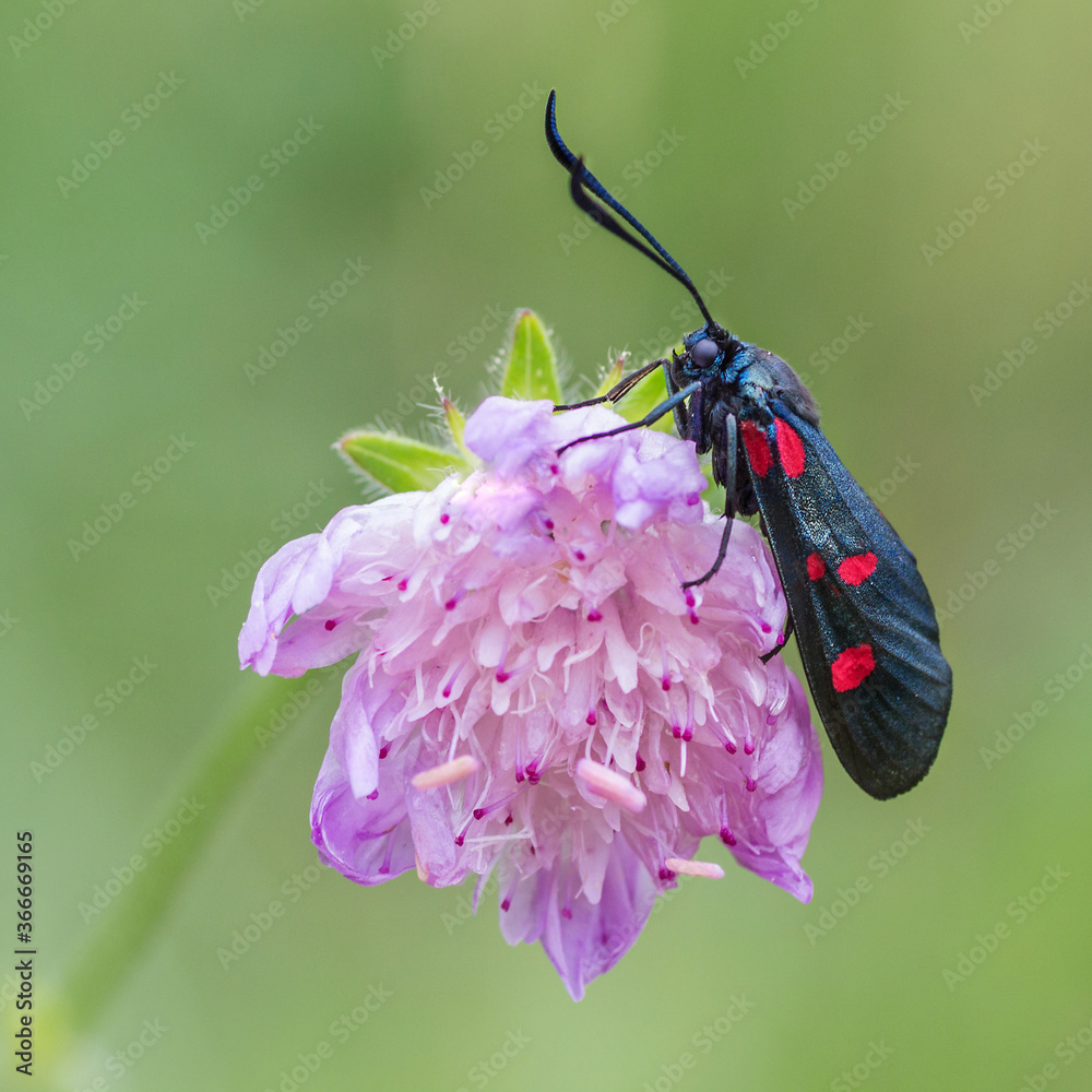 insecto negro con manchas rojas y largas antenas sobre una flor rosa ...