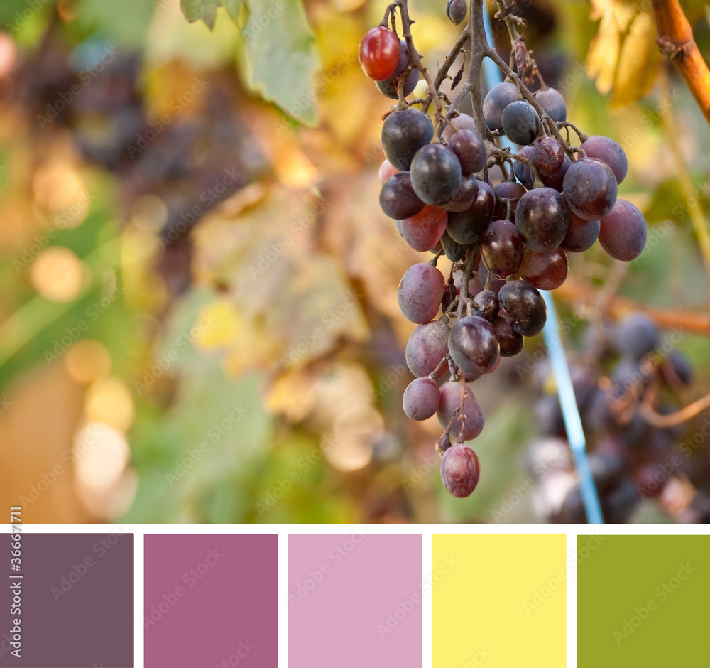 Purple violet sweet fruit grapes in cluster, vineyard in autumn garden ...