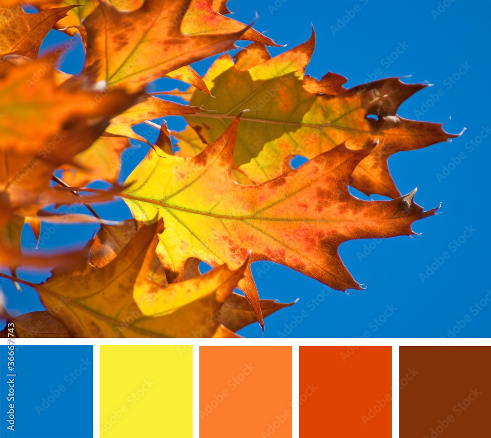 Foto de Autumn yellow, orange and red leaves of a Maple, Acer tree on ...