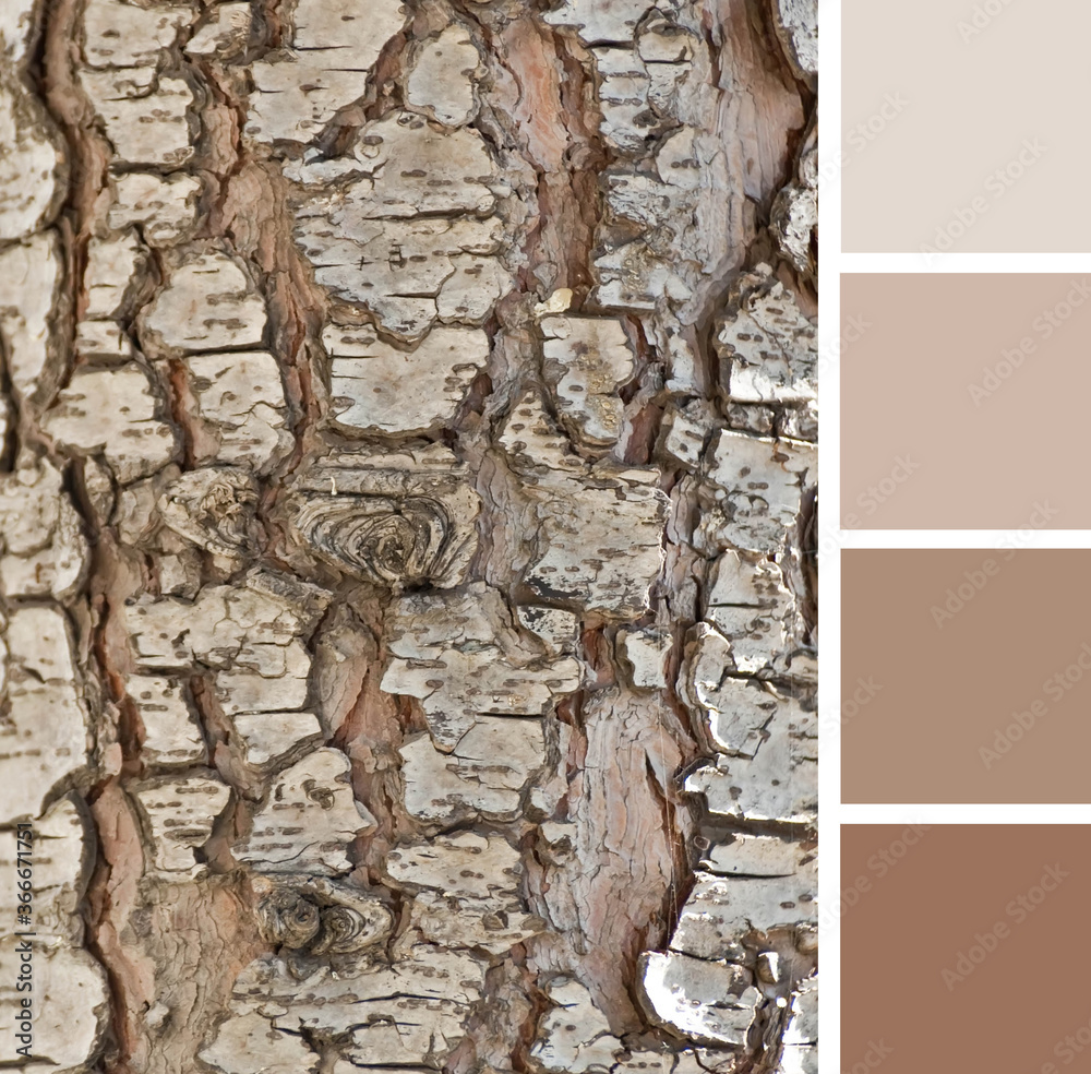 Foto de Abstract wooden pattern, brown beige texture of cracked bark of ...