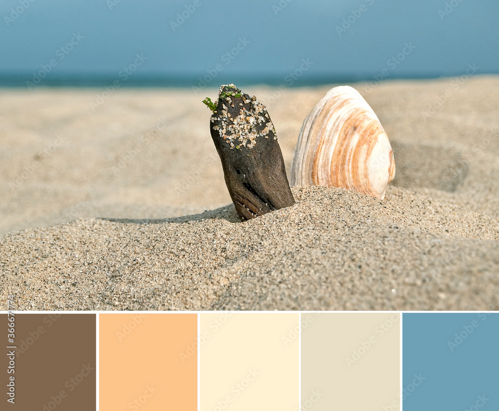 Orange sea shell of bivalvia Conchifera and a dried piece of wood on ...