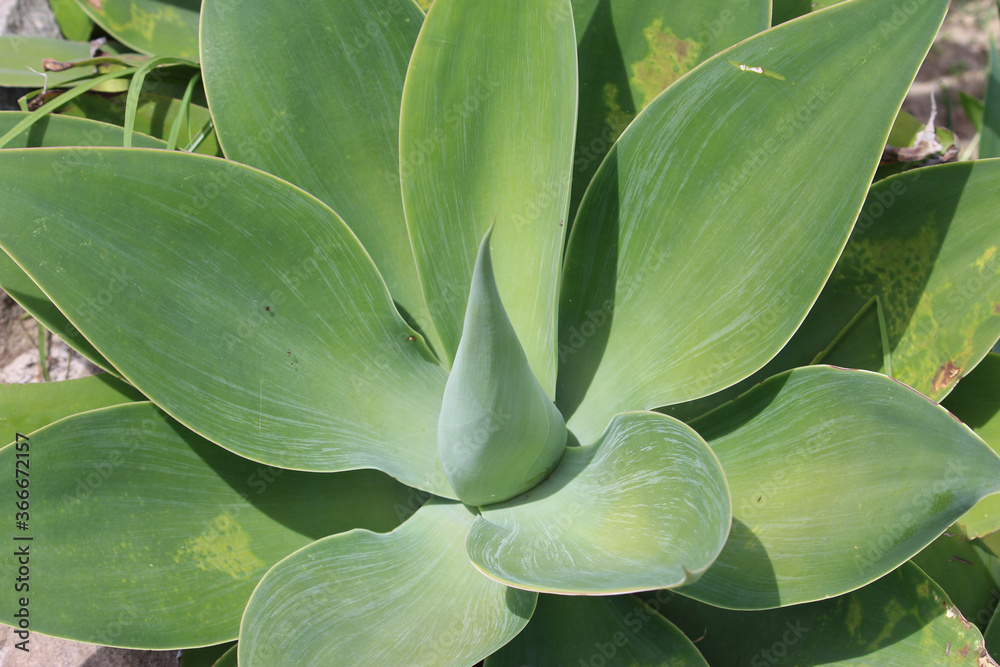 Succulent Plant Close Up. Agave attenuata. Foxtail Agave , Lion's Tail ...