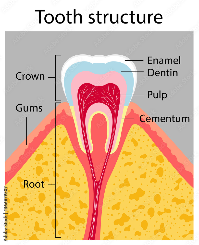 Tooth structure. Medical poster Stock Vector | Adobe Stock