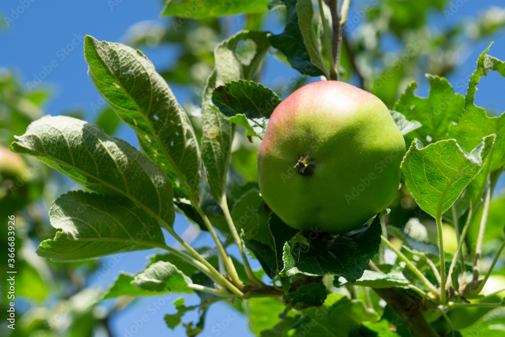 Apfel am Baum (Malus), Nordrhein-Westfalen, Deutschland, Europa Stock ...