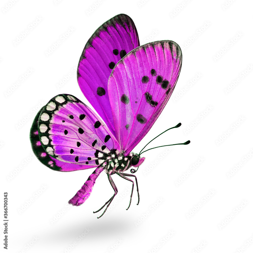 Butterfly Legs