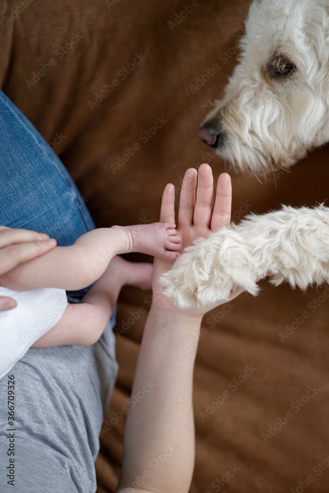 A domestic pet, a white labradoodle dog, gets to know and befriends a ...
