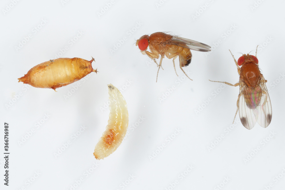Adults, larva and pupa of Drosophila suzuki - commonly called the ...