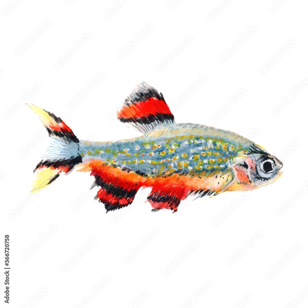 Marine Fish Watercolor painting isolated. Watercolor hand painted cute ...