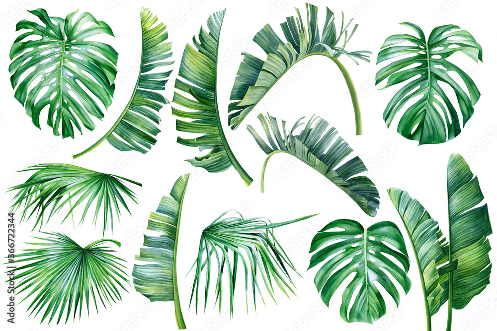 Tropical palm leaves, banana palm, monstera, strelitzia on isolated ...