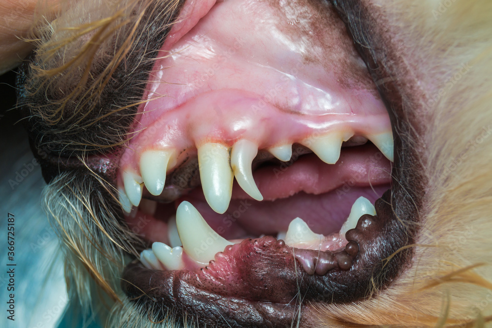 close-up photo of a dog with Persistent Deciduous Tooth Stock Photo ...