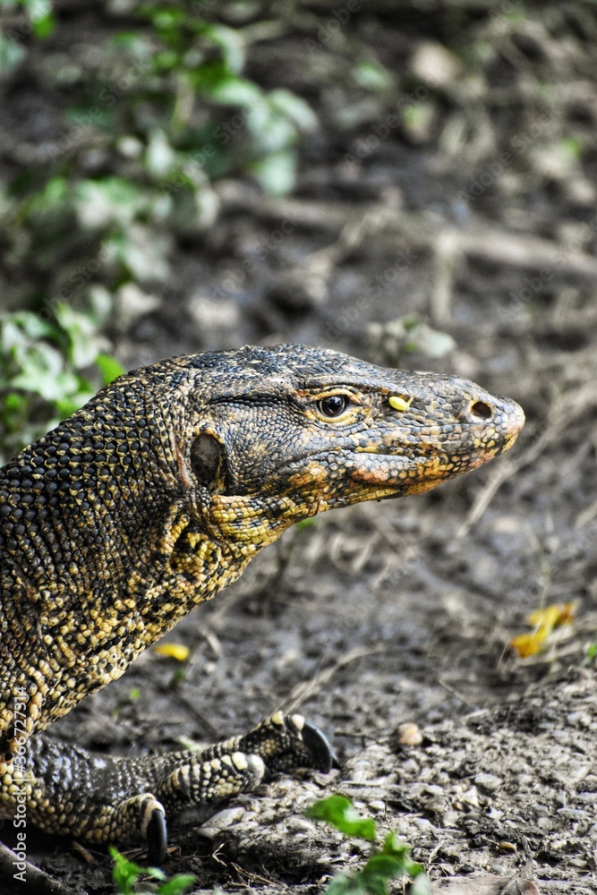 Reptil de la especie Varano en un parque Stock Photo | Adobe Stock