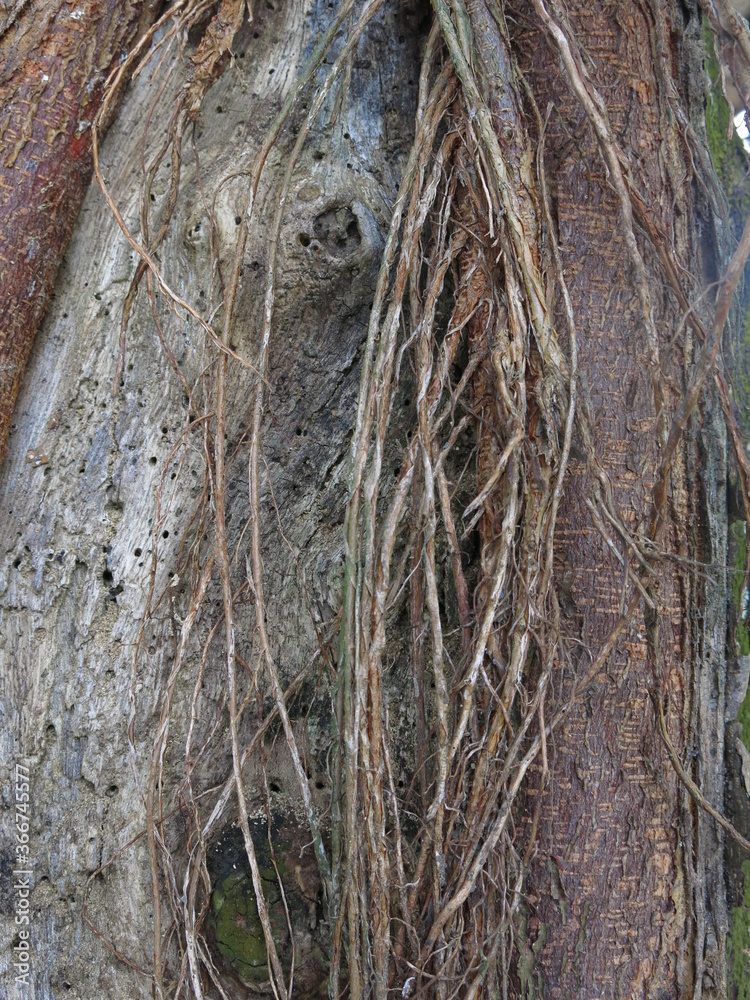 there are some crack adventitious roots and burls making different ...