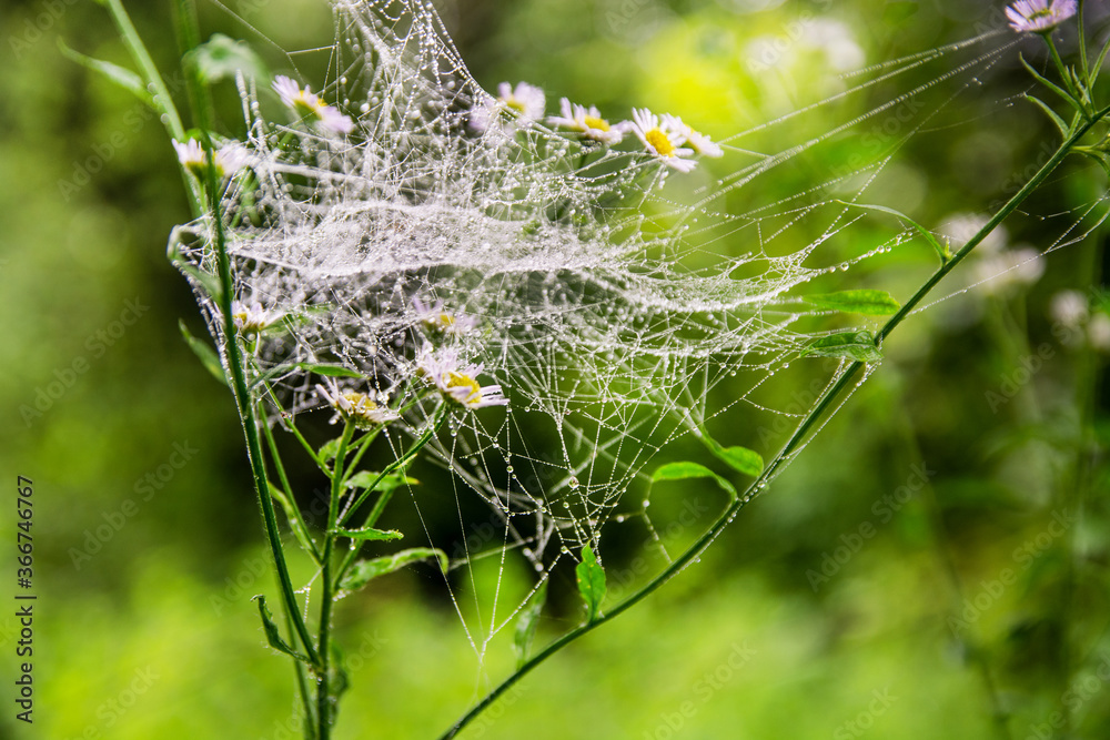 Beautiful drops of fody on a spider web. Flowers in a spider web ...