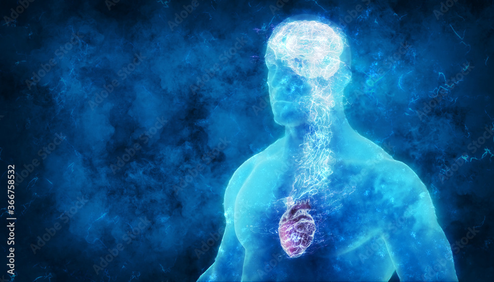 3d brain and heart representing emotional intelligence Stock ...