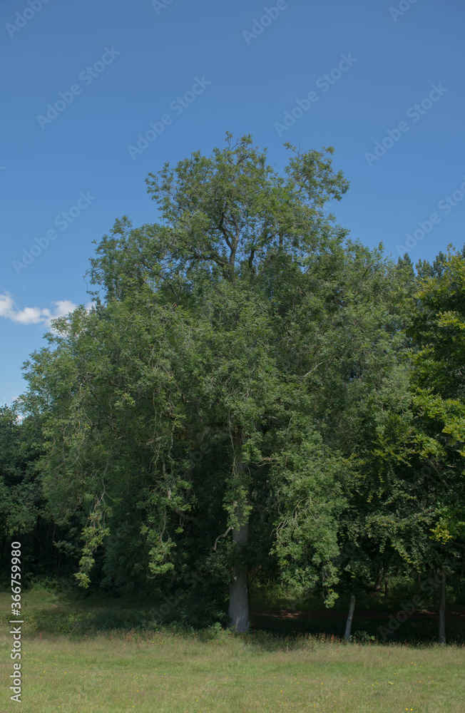 Poster Summer Foliage on a Mature Deciduous Weeping Ash Tree (Fraxinus ...