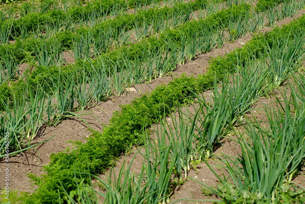 Perfect beautiful vegetable garden with green onions and carrots ...
