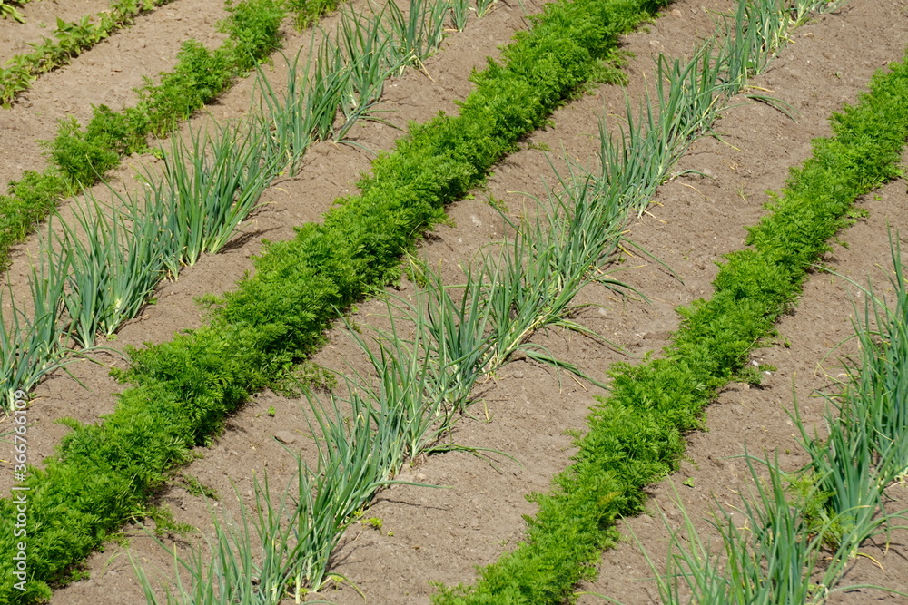 Perfect beautiful vegetable garden with green onions and carrots ...