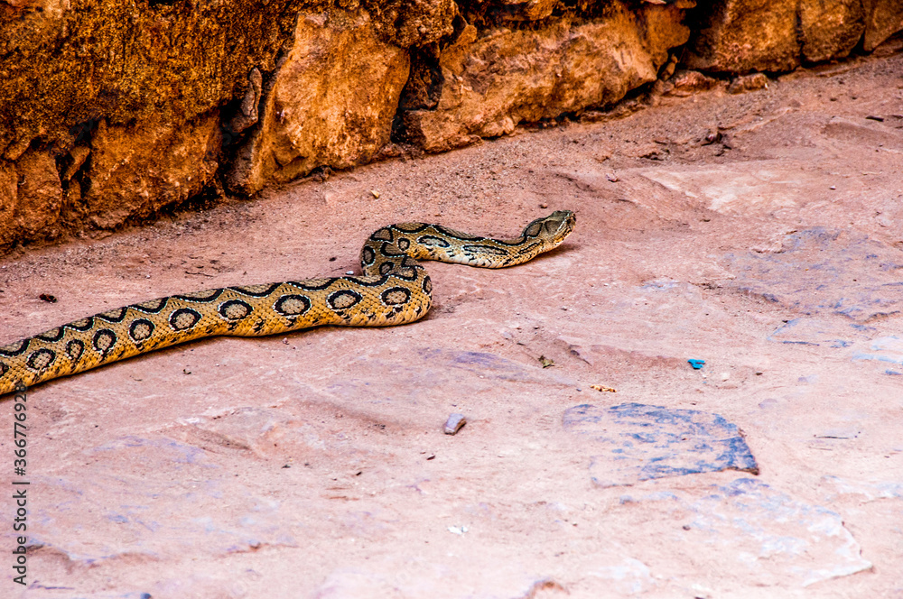 Russell's viper is a species of venomous snake in the family Viperidae ...