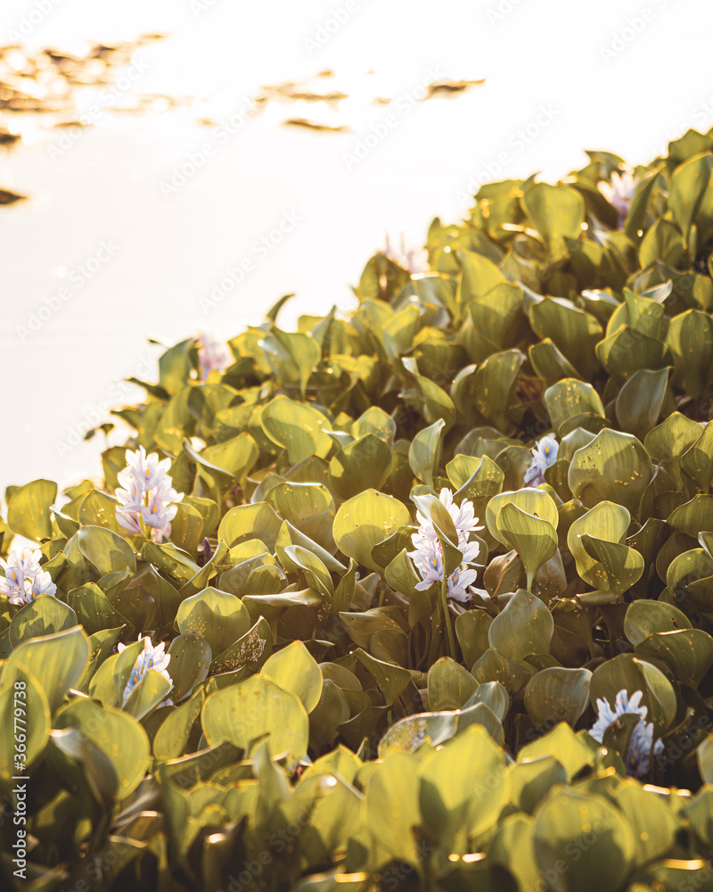 Water hyacinth at a nature preserve in south florida during golden hour ...