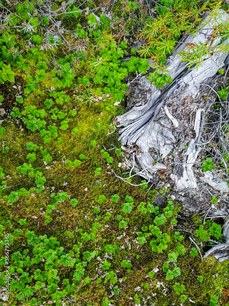 Soil, mosses, plants and dry twigs on the surface of the characteristic ...