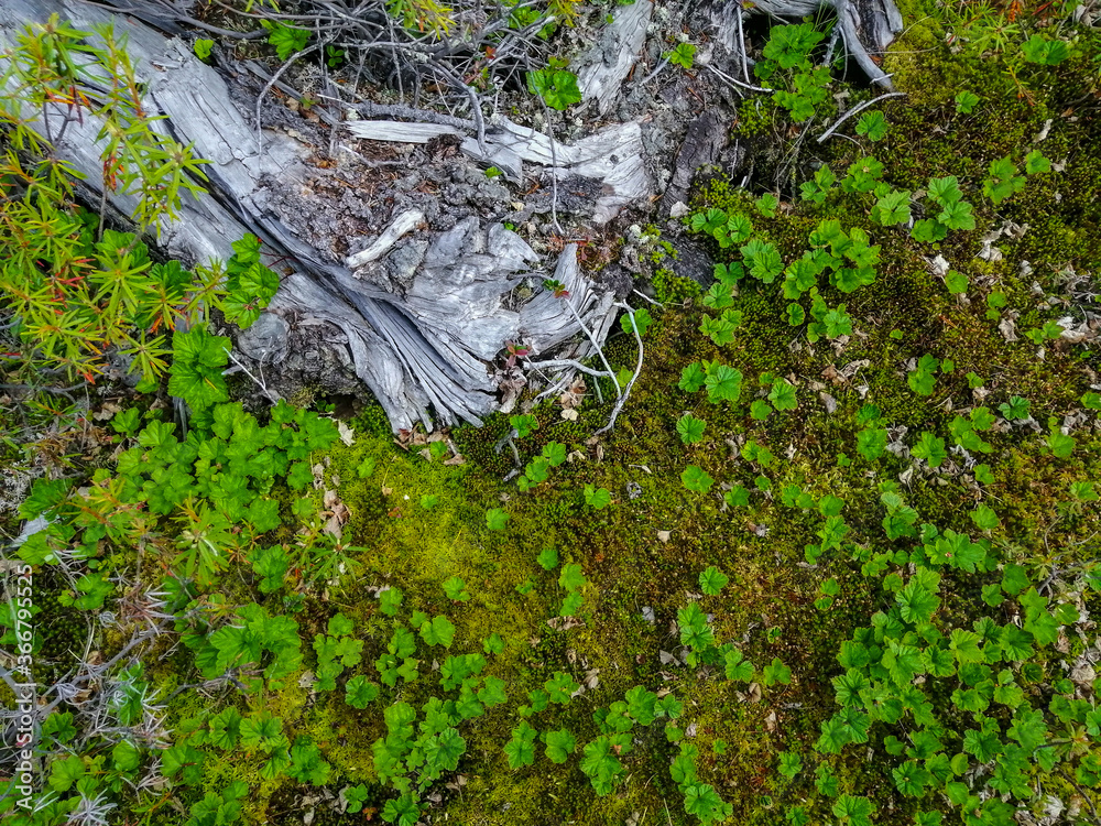 Tundra Mosses