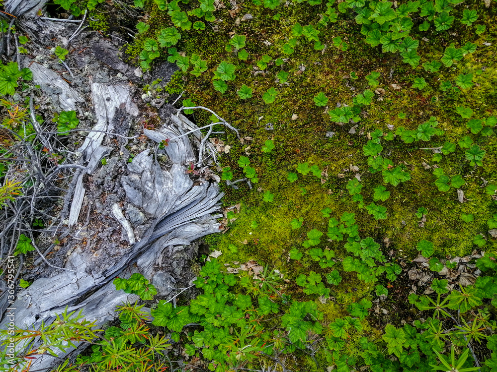 Arctic Tundra Soil