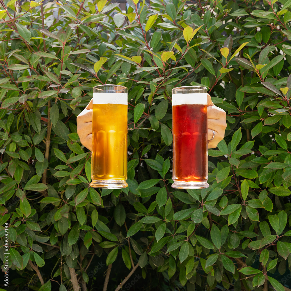 Man holding white and black beer side by side with green bush ...