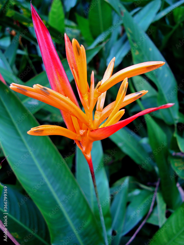 Parrot's flower (Heliconia psittacorum) Stock Photo | Adobe Stock
