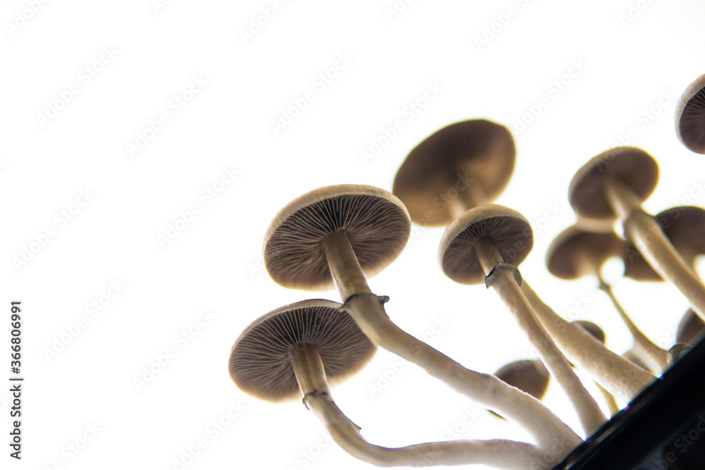 Fresh Psilocybin shroom. growing Albino A strain. Psilocybin cubensis ...