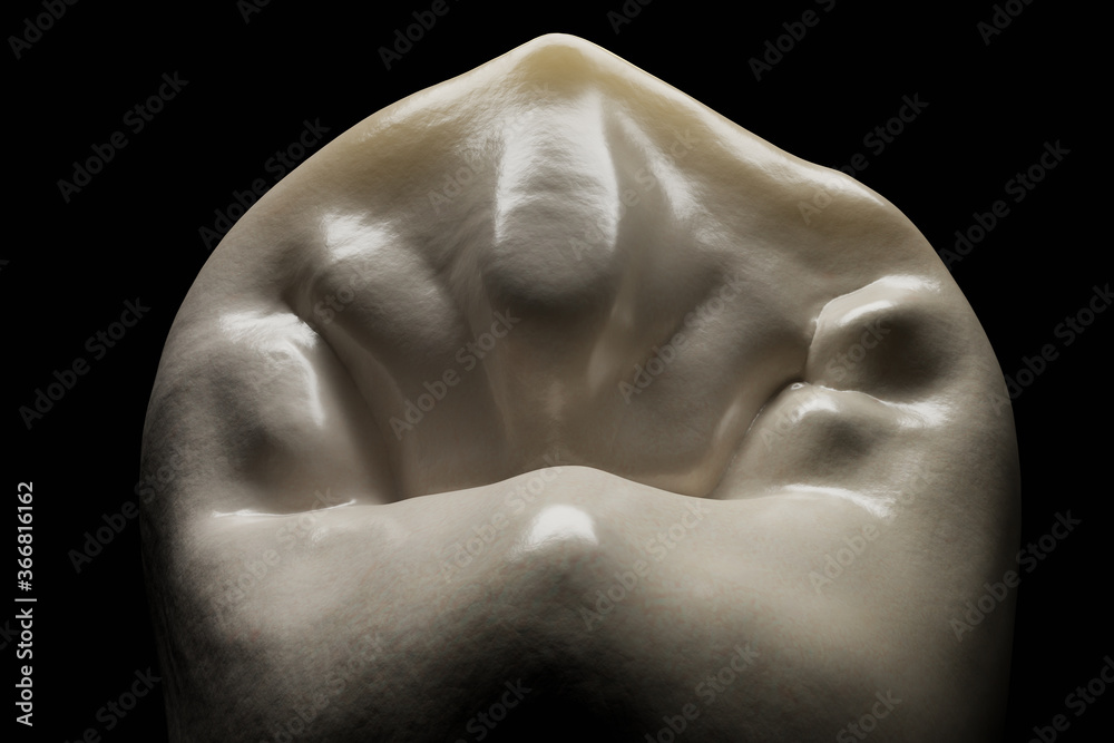 Tooth morphology render Stock Illustration | Adobe Stock