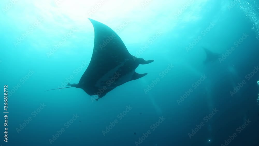 Gigantic Black Oceanic Manta fish floating on a background of blue ...