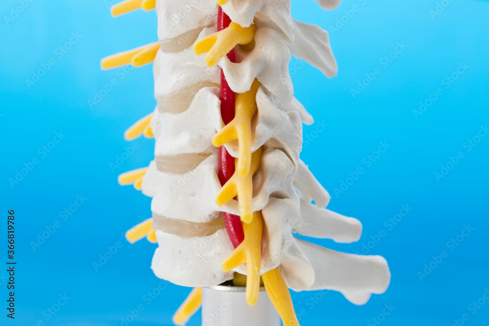 Lateral view of model of cervical spine with cervical vertebrae ...