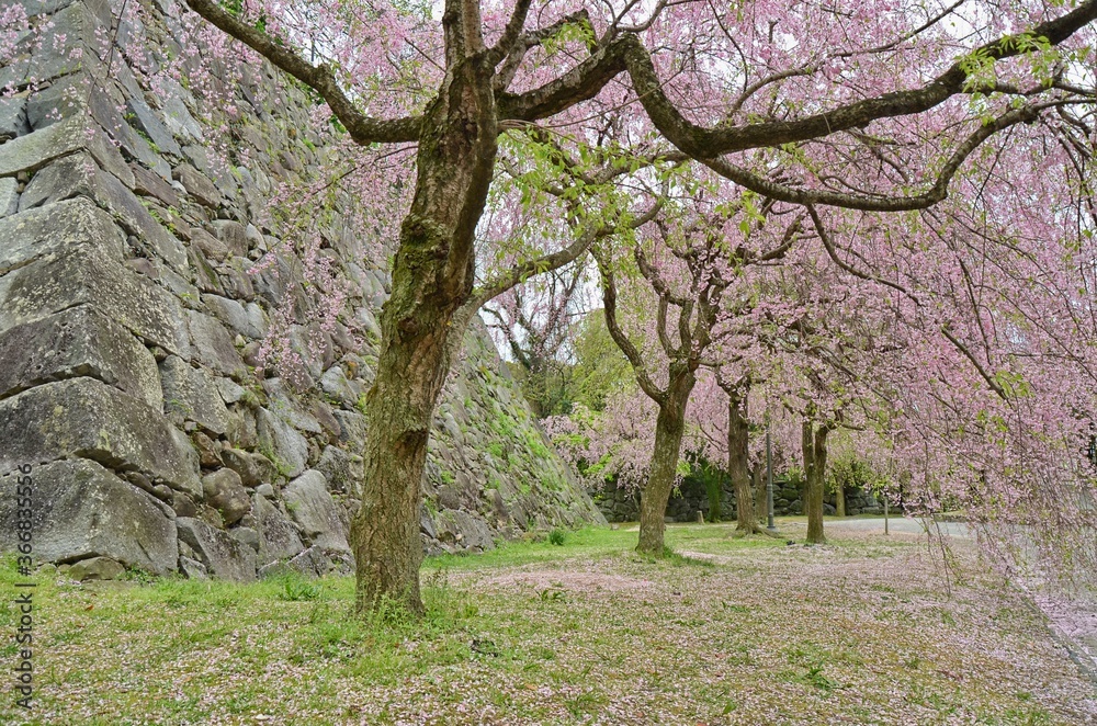 Foto de The ruins of Fukuoka Castle are located in Maizuru Park, named after the castle's alias ...