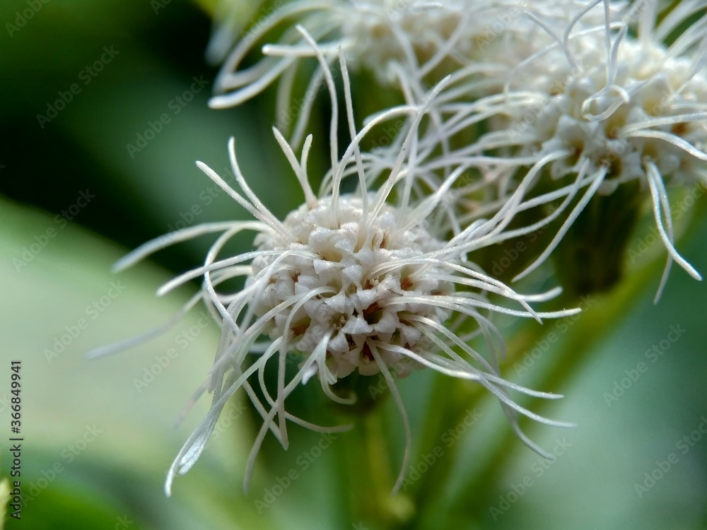Macro shot Chromolaena odorata (minjangan, Siam weed, Christmas bush ...