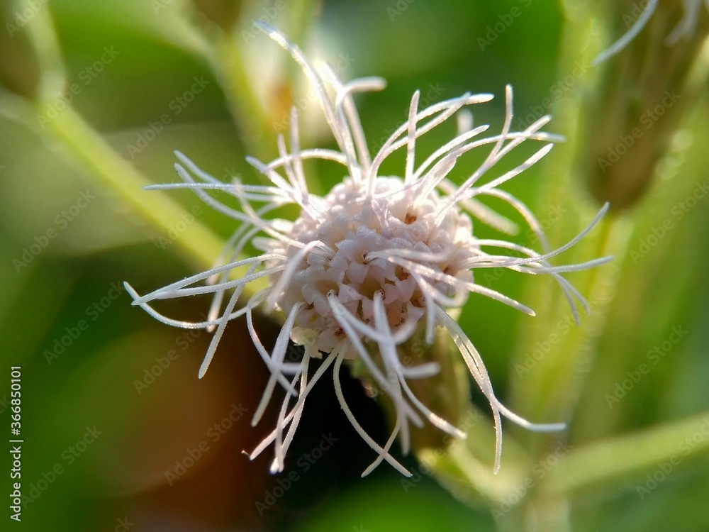 Macro shot Chromolaena odorata (minjangan, Siam weed, Christmas bush ...