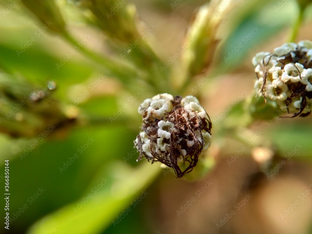 Macro shot Chromolaena odorata (minjangan, Siam weed, Christmas bush ...