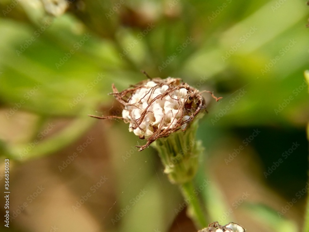 Macro shot Chromolaena odorata (minjangan, Siam weed, Christmas bush ...