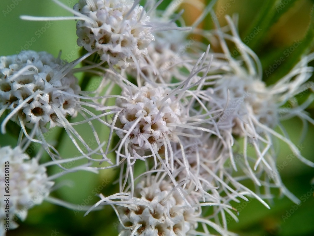 Macro shot Chromolaena odorata (minjangan, Siam weed, Christmas bush ...