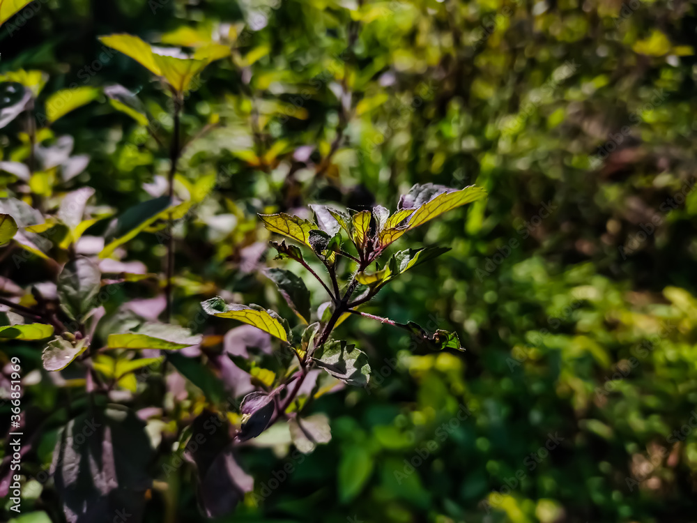 Ocimum tenuiflorum commonly known as holy basil or tulsi, It is native ...